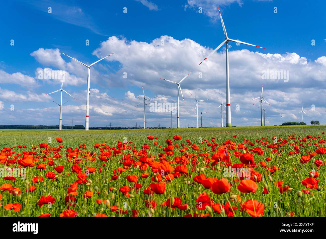 Wind farm, field with flower strips, insect-friendly border of fields ...
