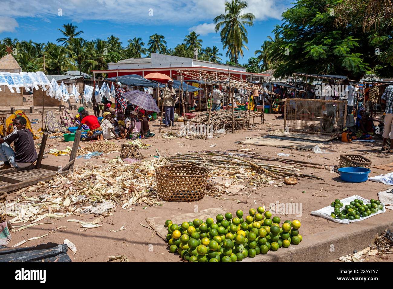 Macomia hi-res stock photography and images - Alamy