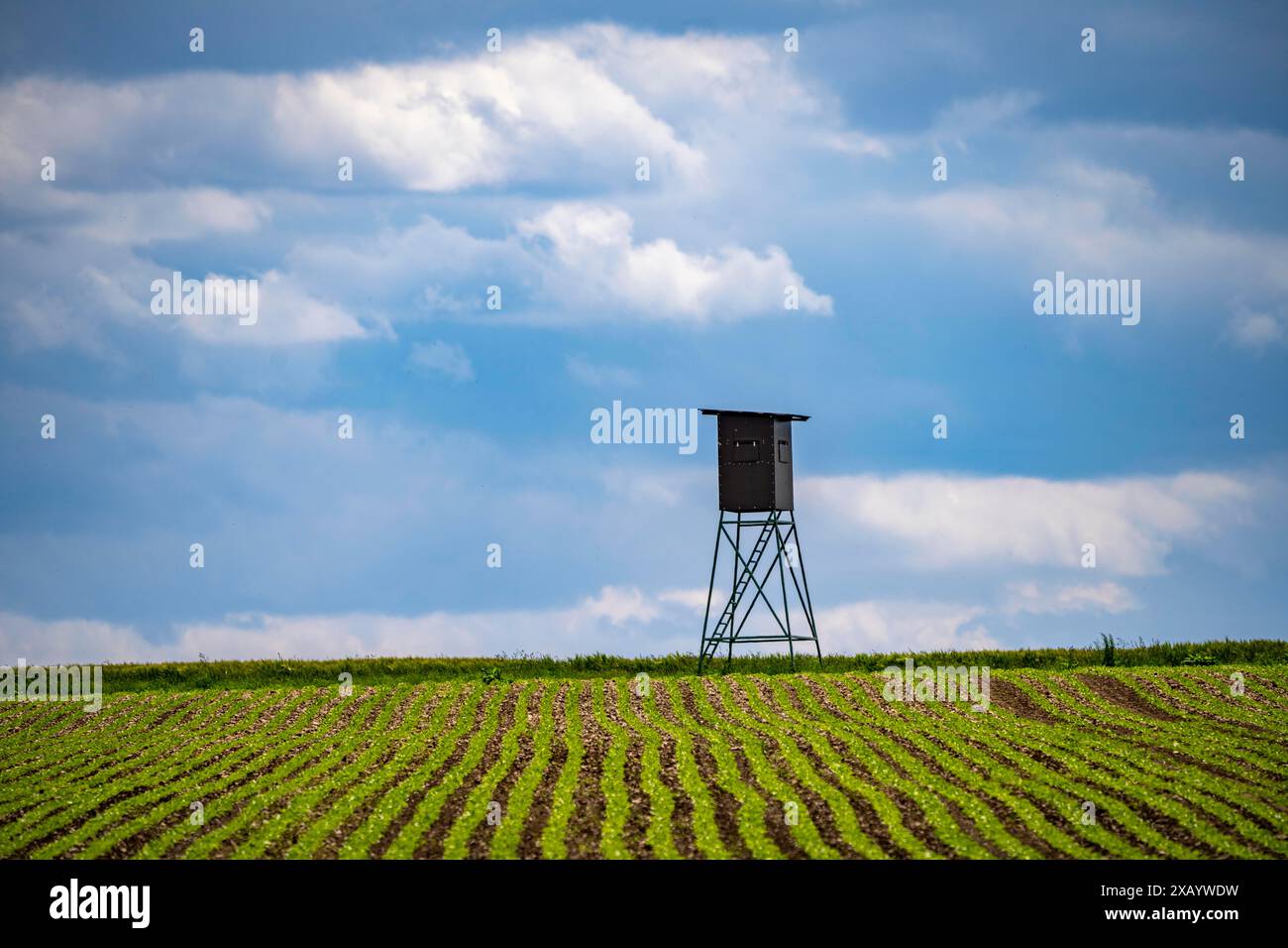 Field, field with high seat for hunters, near Lichtenau, NRW, Germany ...