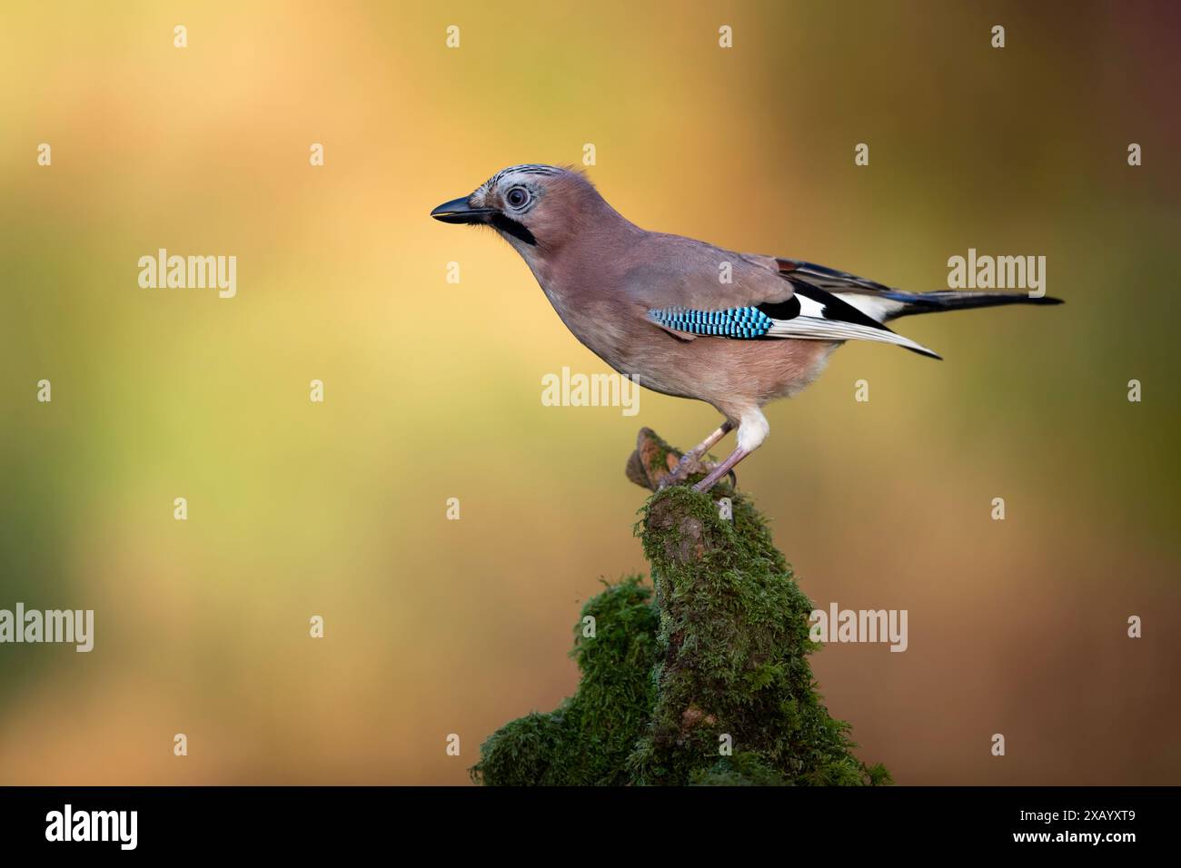European Jay perched Stock Photo - Alamy