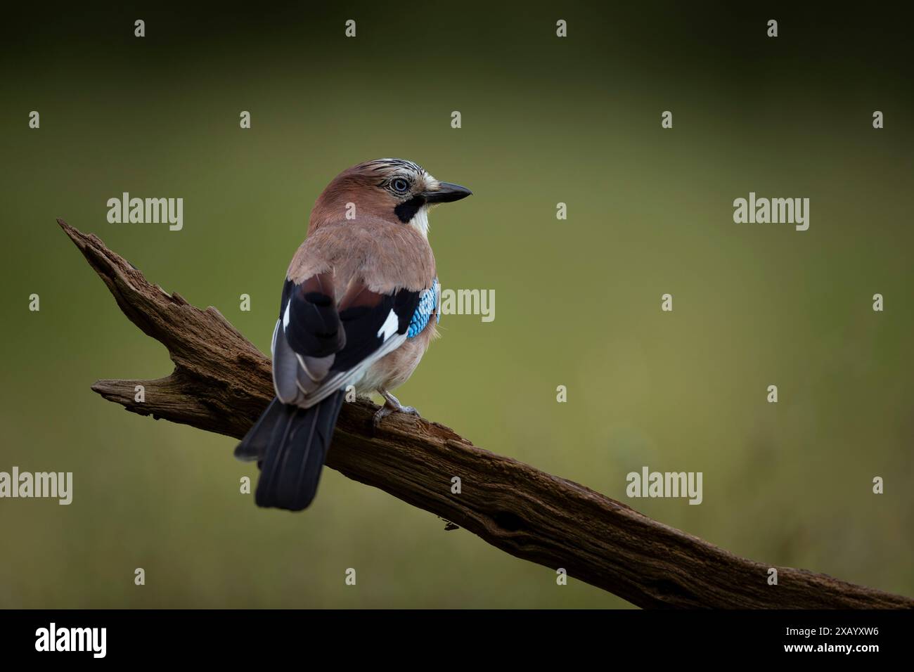 European Jay perched Stock Photo - Alamy