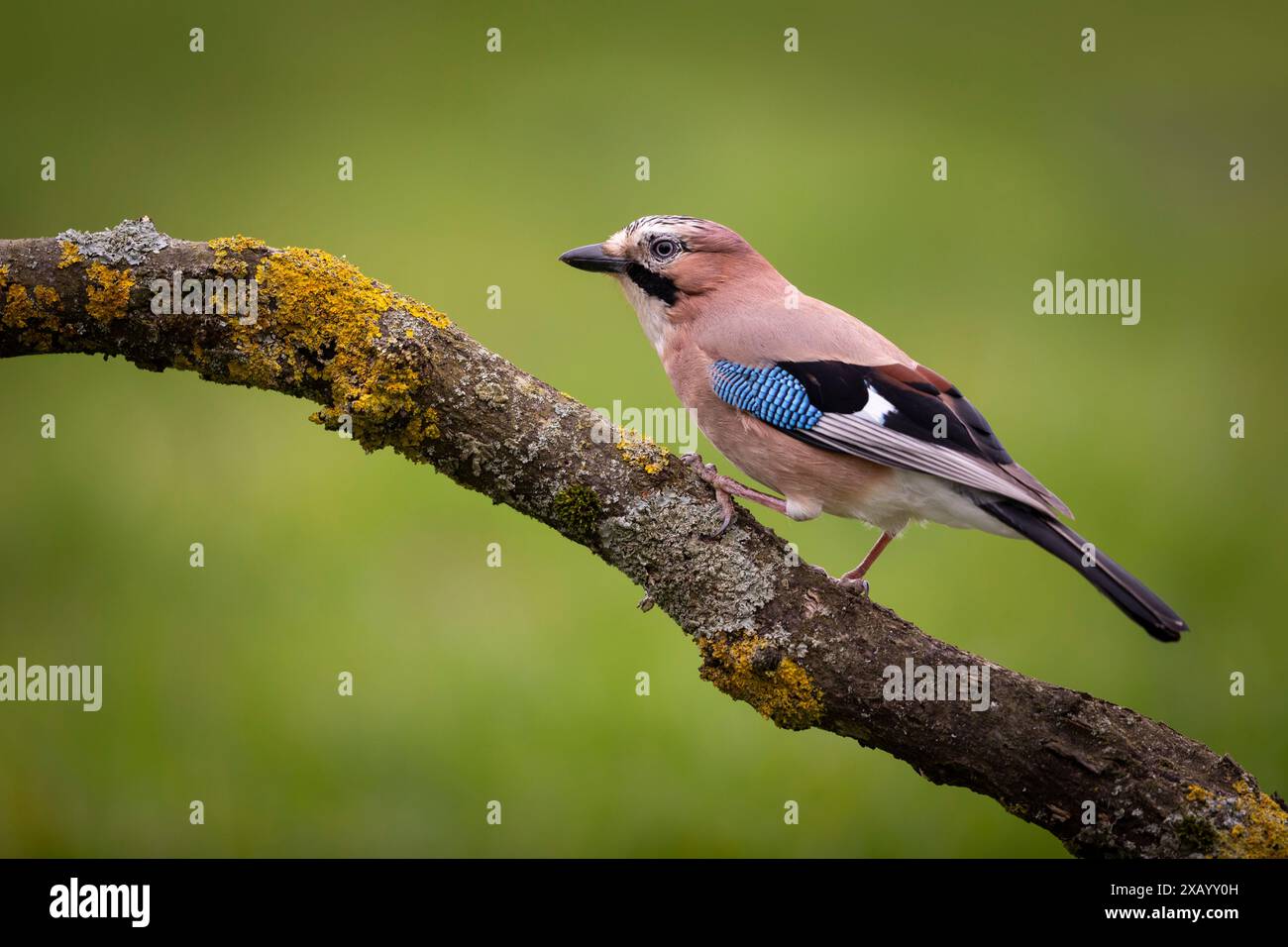 European Jay perched Stock Photo - Alamy