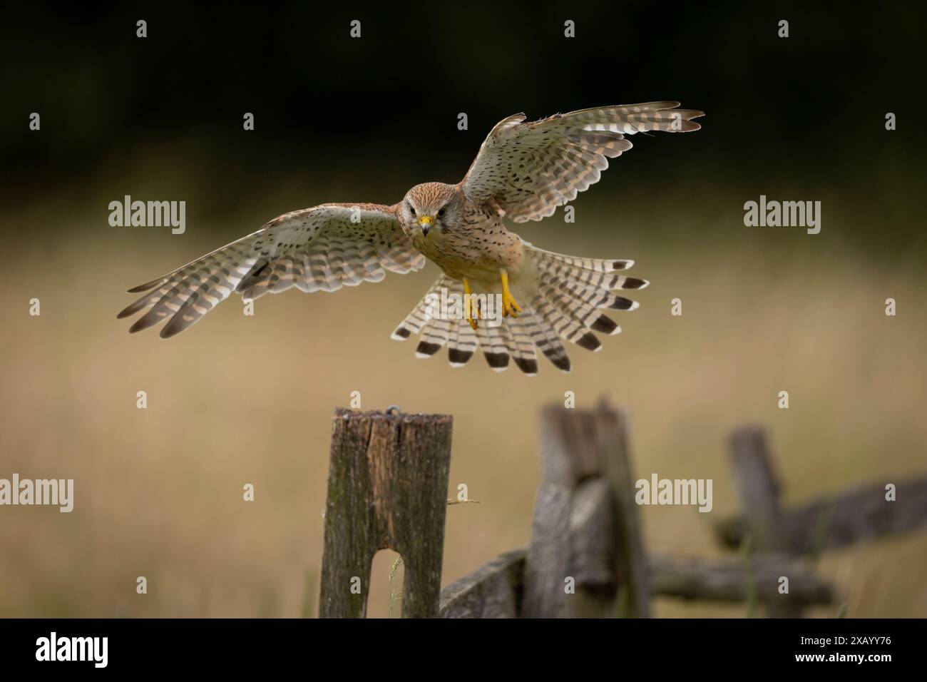 Kestrel in flight Stock Photo - Alamy
