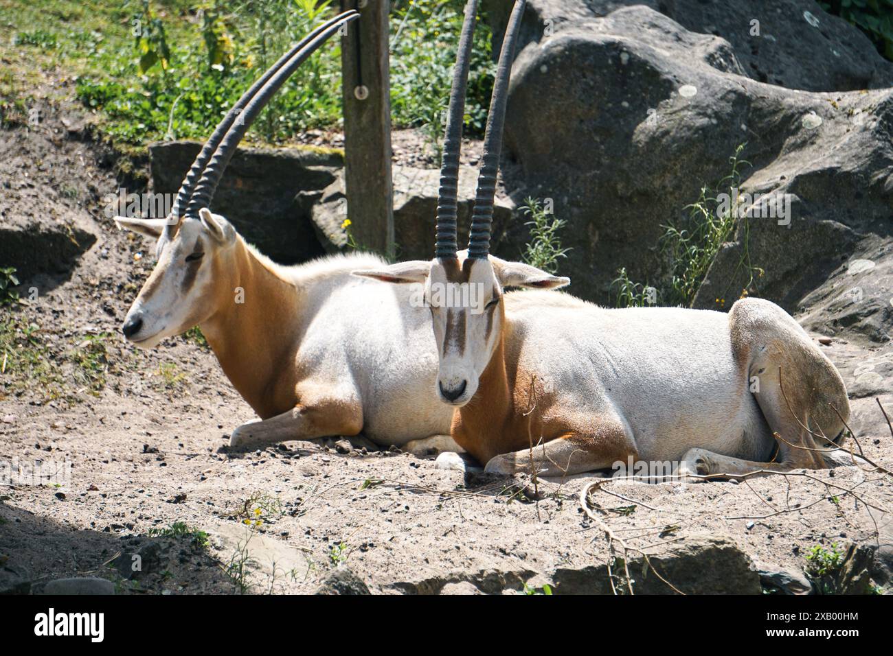 Two animals resting on the ground Stock Photo - Alamy
