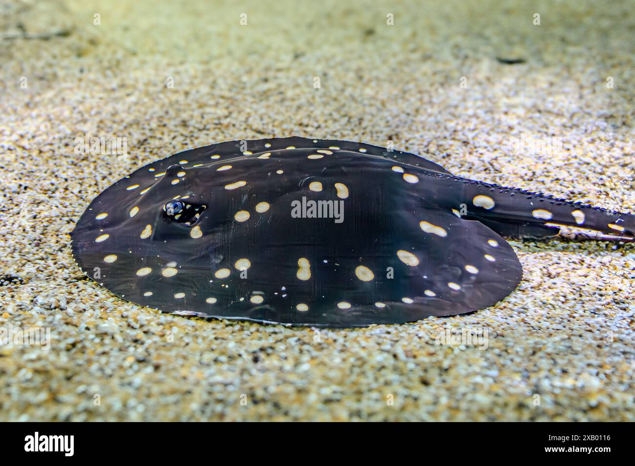 Bluespotted stingray Taeniura lymma in the coral reef of the red sea ...