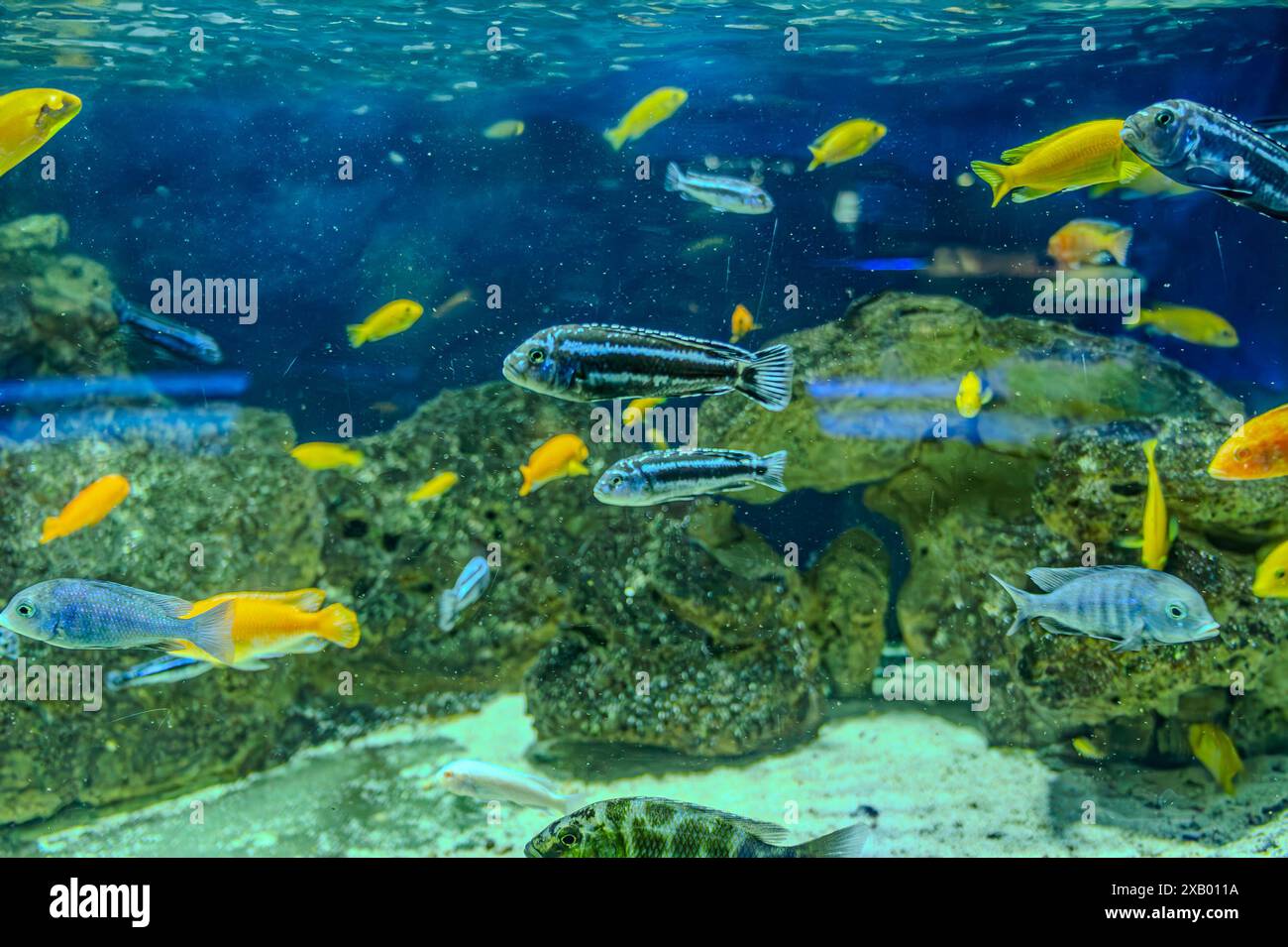 Animals of the underwater sea world. Ecosystem. Colorful tropical fish ...