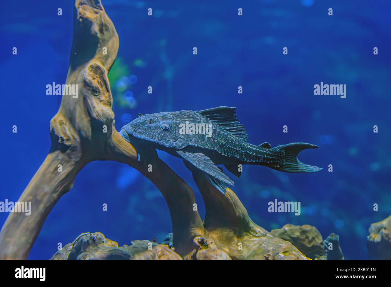 Pleco fish sitting under an echinodorus leaf in aquariumon. Hypostomus ...