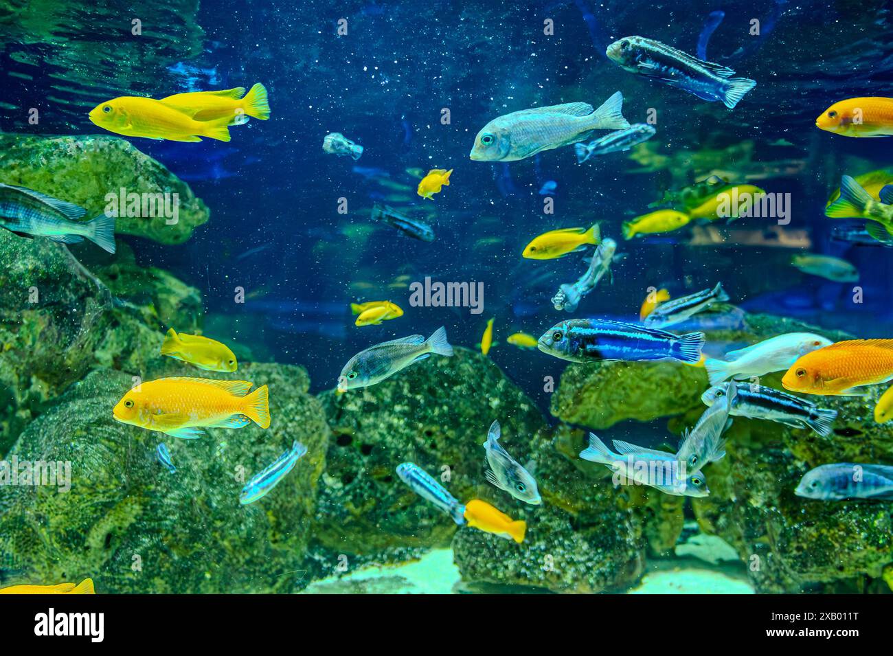Animals of the underwater sea world. Ecosystem. Colorful tropical fish ...