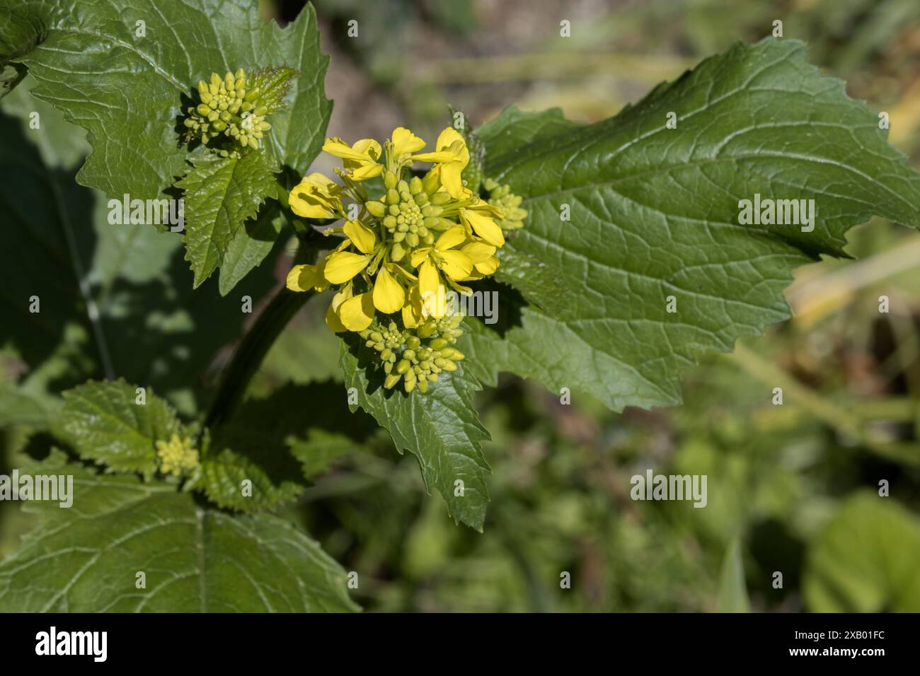 Brassica White mustard Stock Photo - Alamy