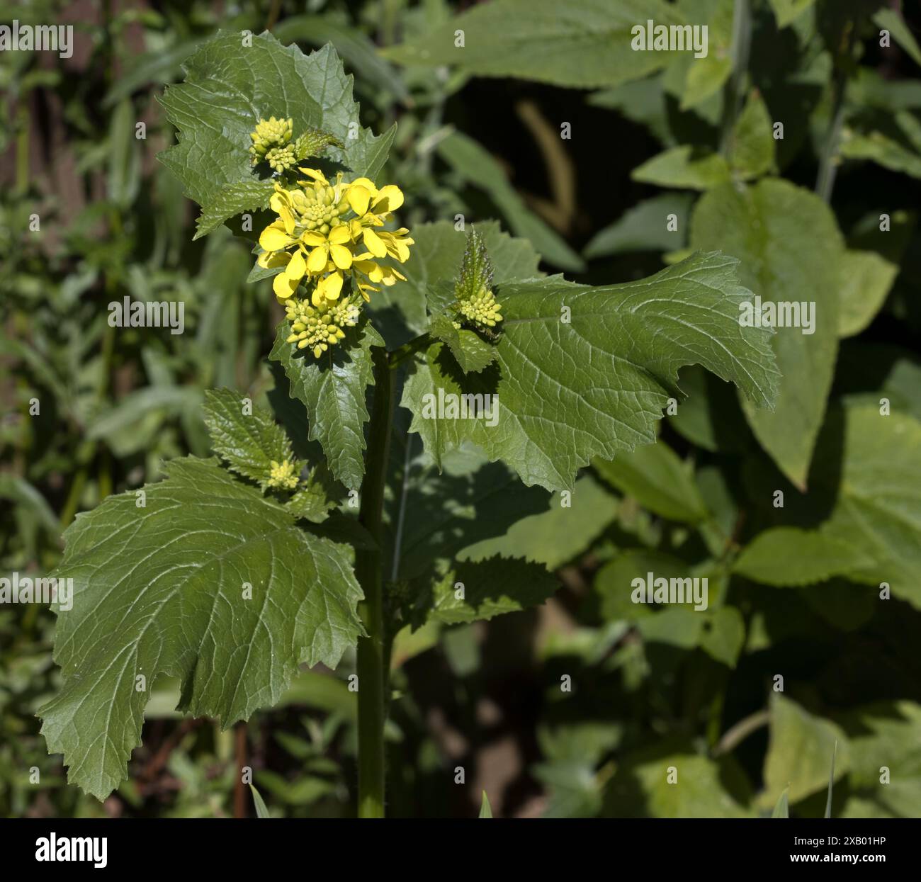 Brassicales family hi-res stock photography and images - Alamy