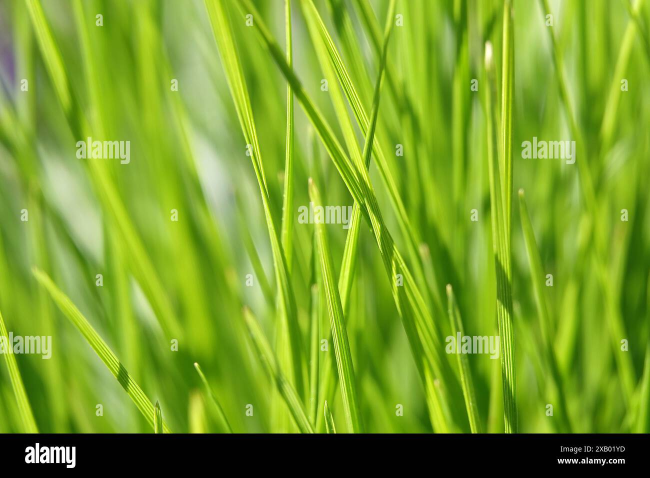 Background - Green grass Zubrovka fragrant sways in the wind Stock ...
