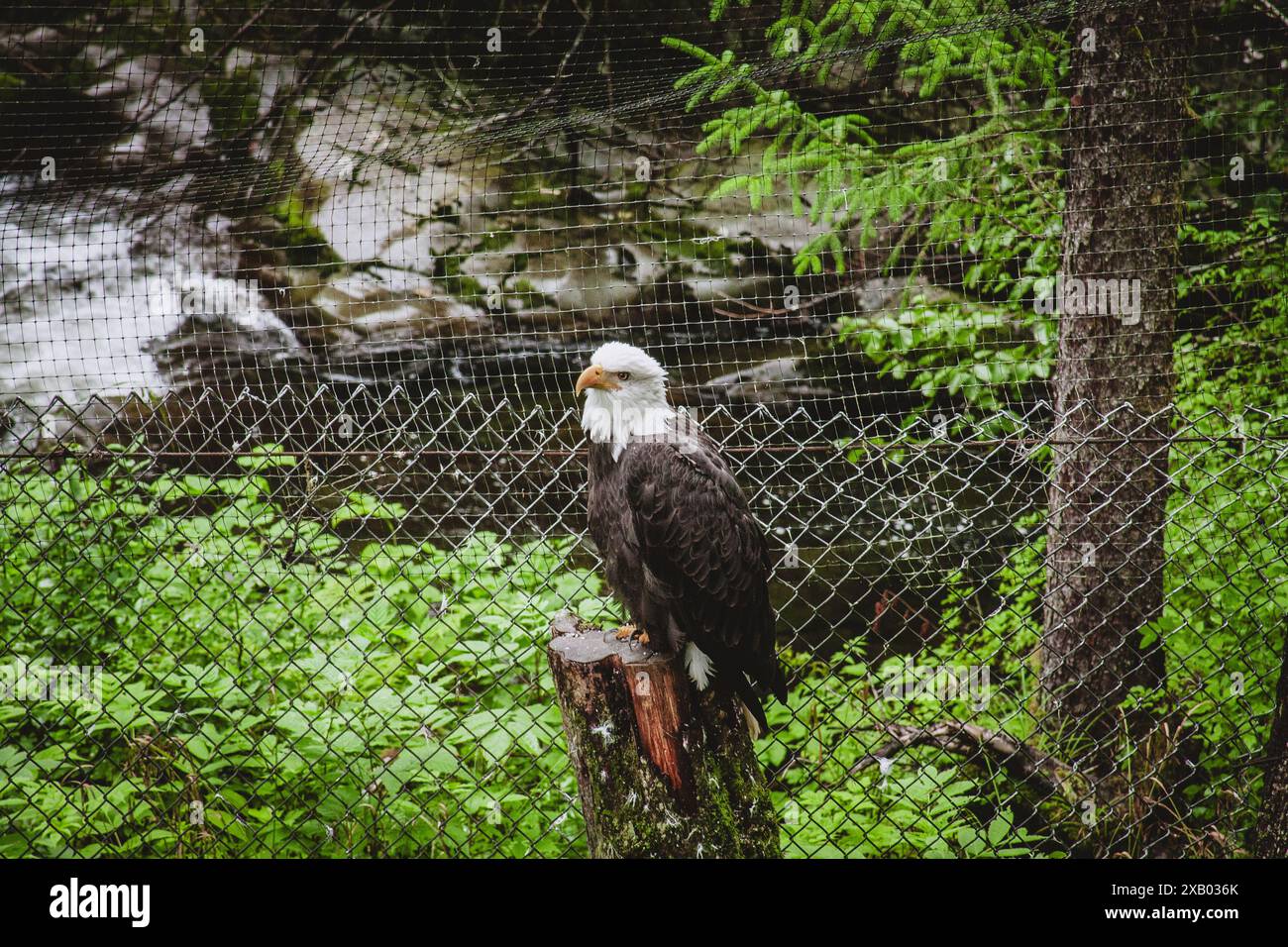 A majestic bald eagle stands proudly on a tree stump in an Alaskan bird ...
