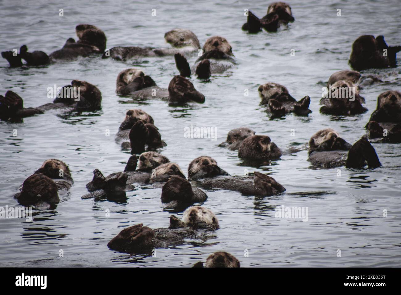 A heartwarming scene of a large group of otters floating together in ...
