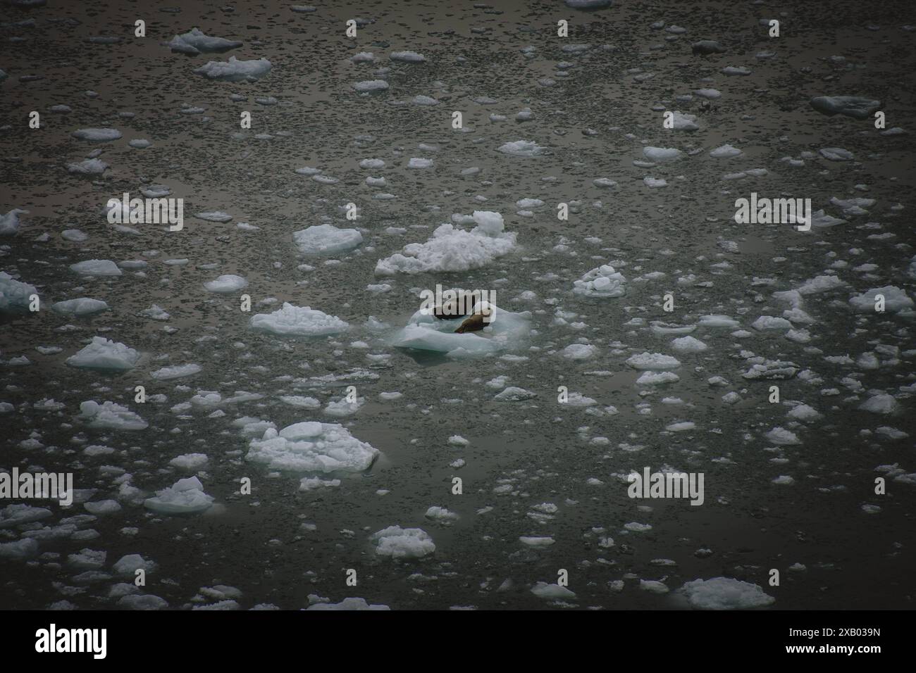 Smaller seals hi-res stock photography and images - Alamy