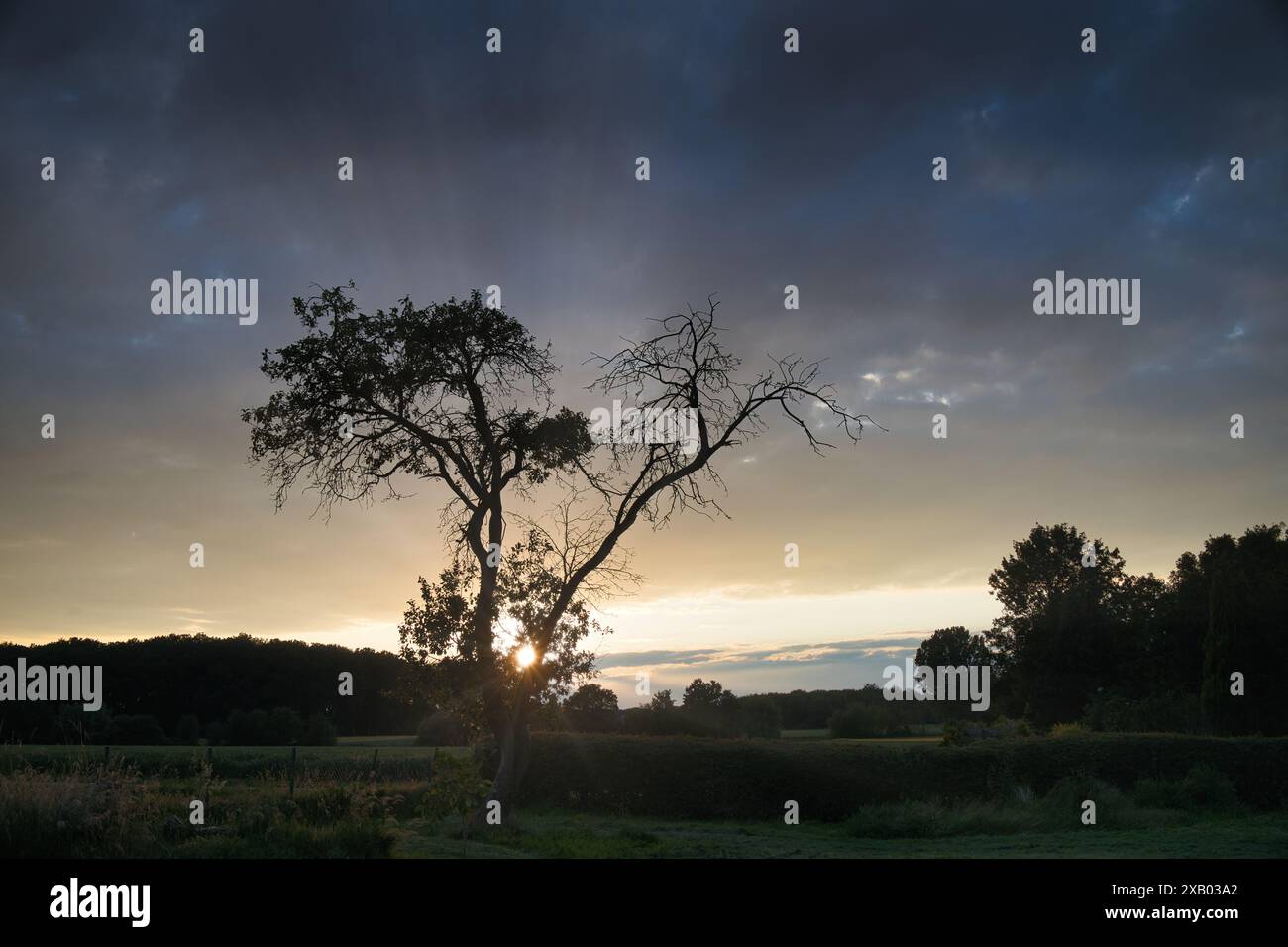 Ancient apple tree hi-res stock photography and images - Alamy