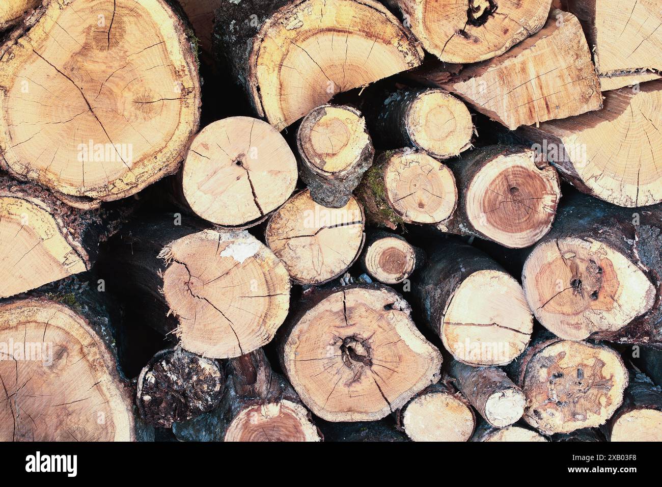 Stack of woodpile logs cut to use as fuel in the winter. Harvested ...