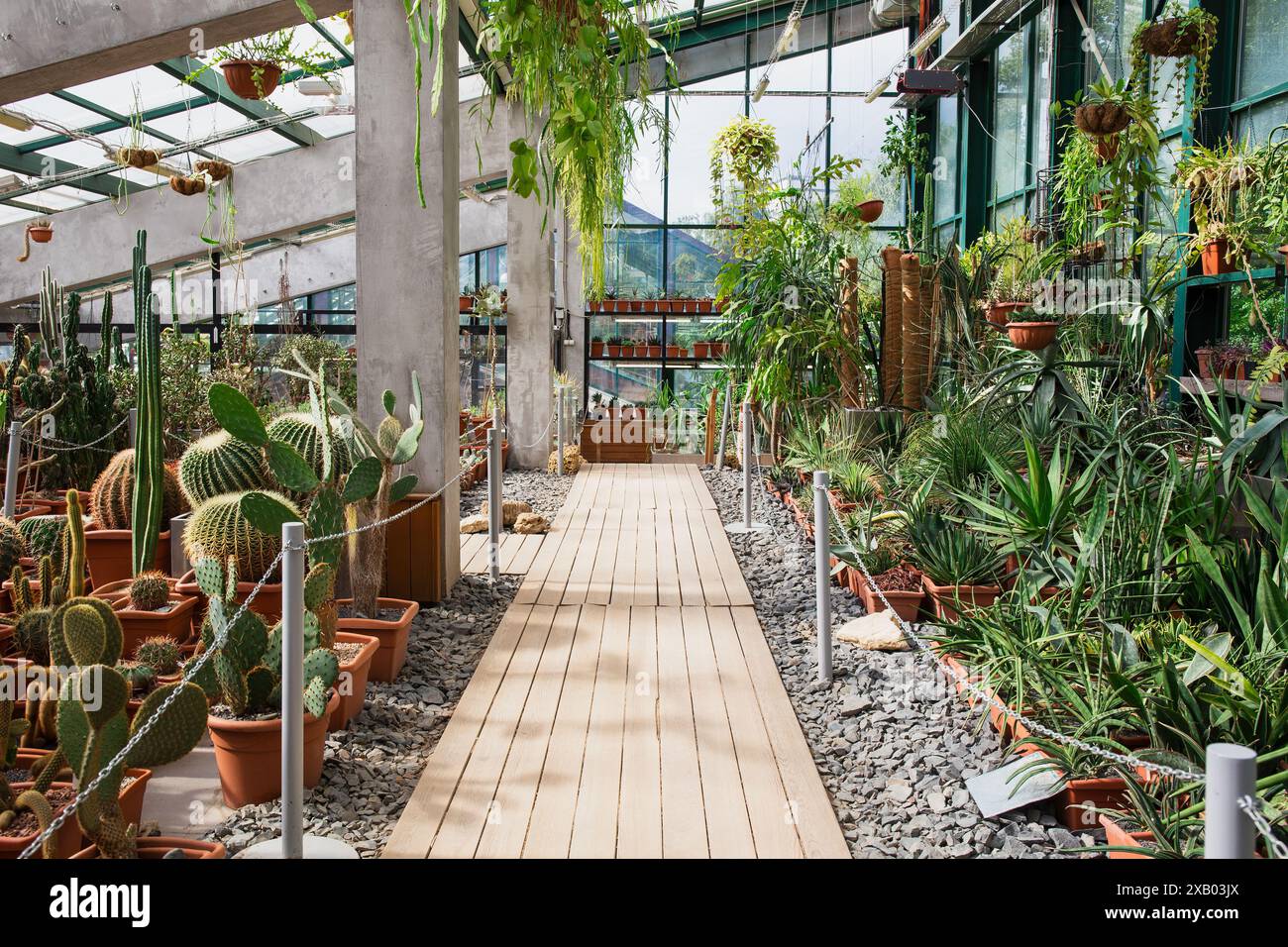 Elegant greenhouse with diverse collection of cacti and succulents ...