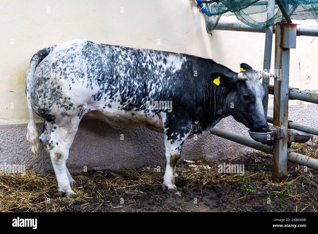 The Belgian Blue is a breed of beef cattle from Belgium inside farm ...