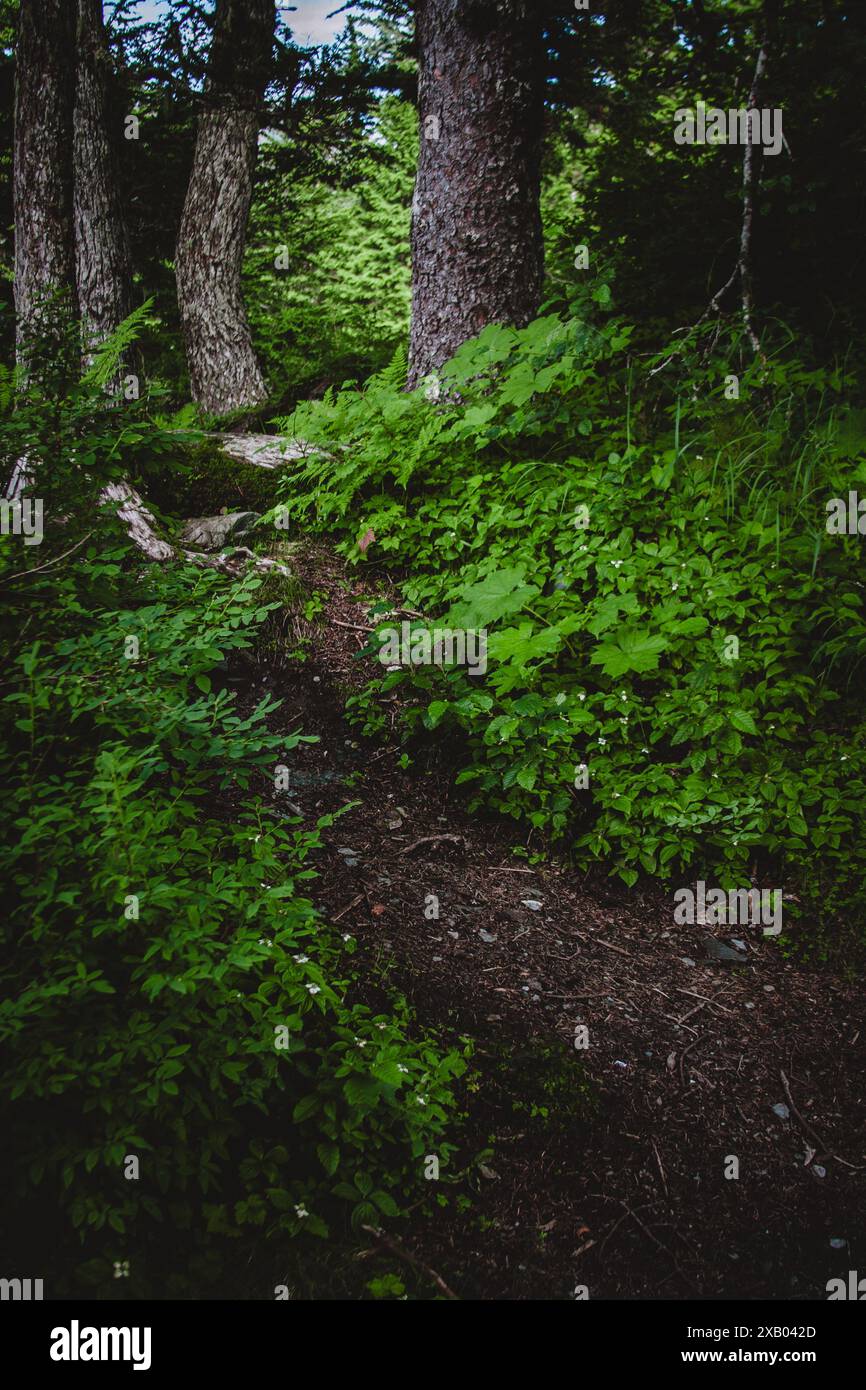 This photo captures a lush forest pathway in Alaska, inviting viewers ...