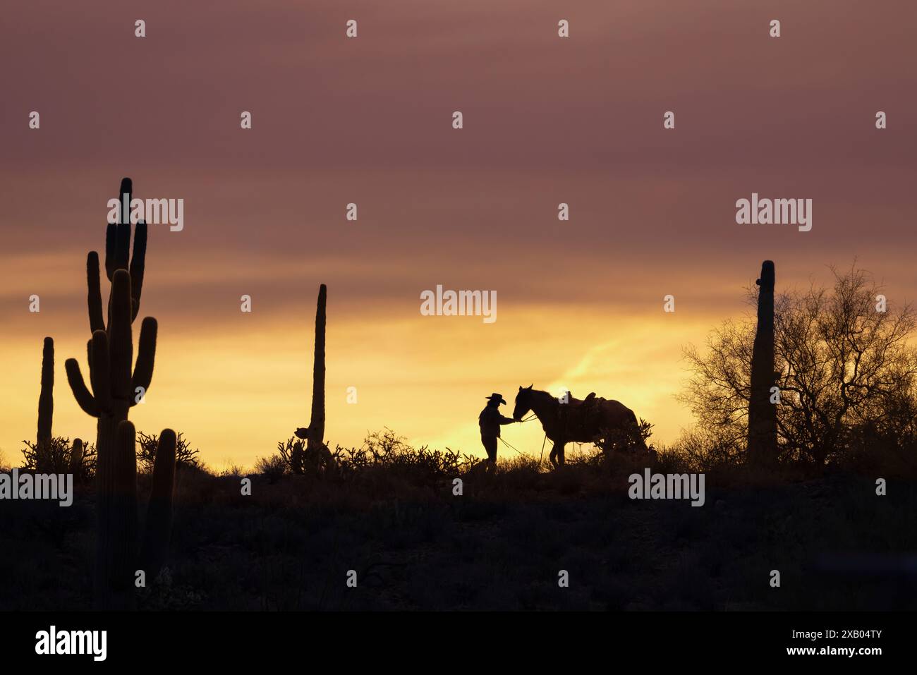Female ranch hand, or cowgirl, with horse in the sunset on a ranch in ...