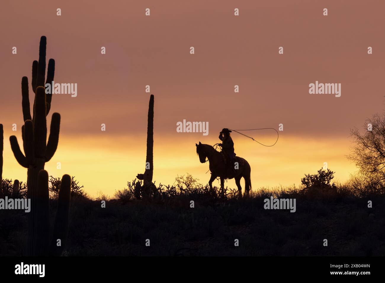Female ranch hand, or cowgirl, riding horse in the sunset on a ranch in ...