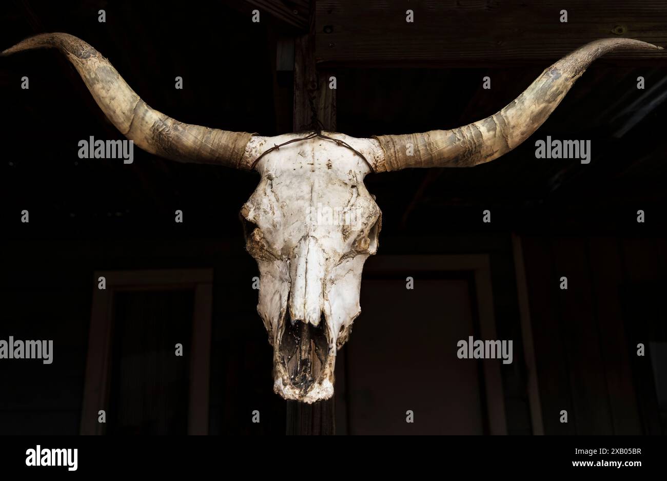 Cow skull hanging in a simulated old west town in Arizona, USA Stock ...