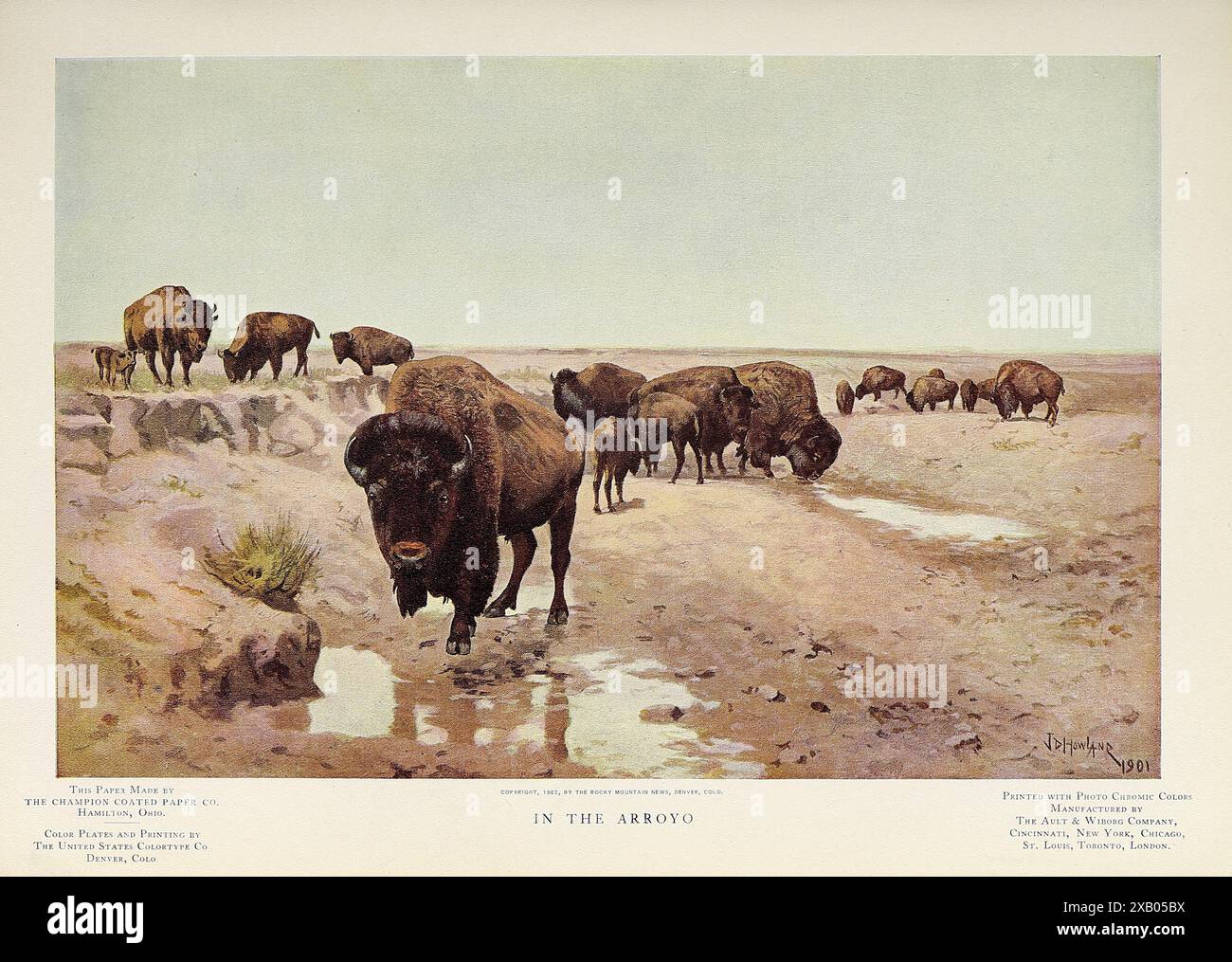 Vintage illustration of a herd of American bison walking in the prairie ...