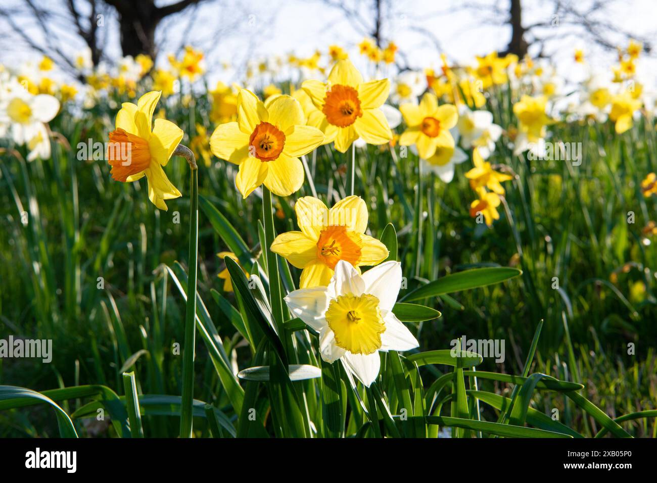 Yellow Daffodils in Frederikshavn, Denmark Stock Photo - Alamy