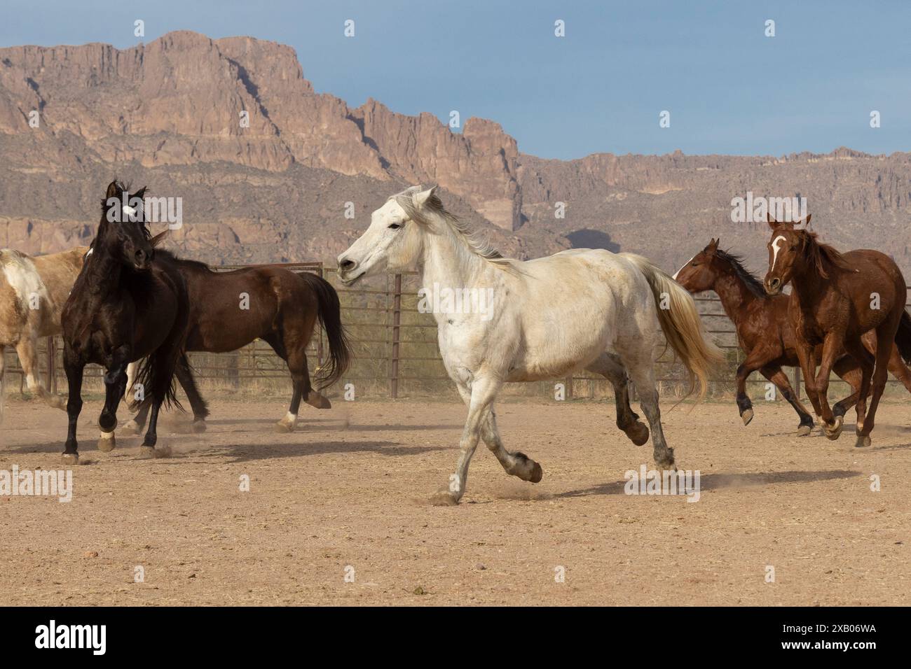 Horses in a corral on a ranch in Arizona Stock Photo - Alamy