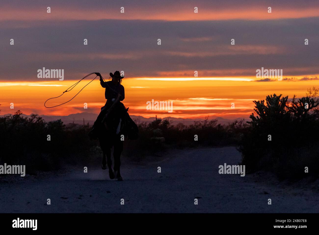 Female ranch hand, or cowgirl, riding horse in the sunset on a ranch in ...