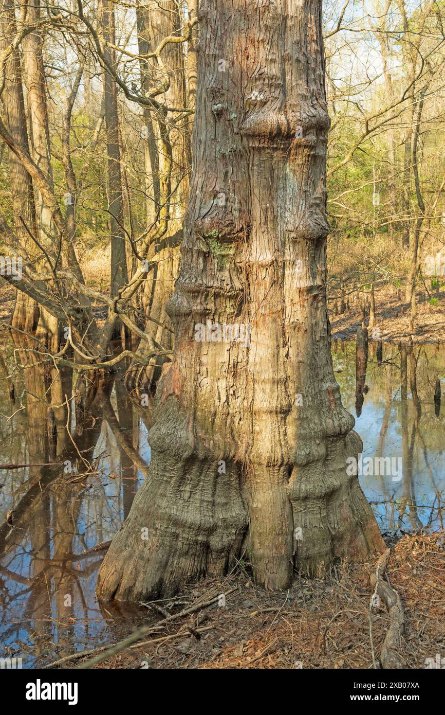 Water tupelo hi-res stock photography and images - Alamy