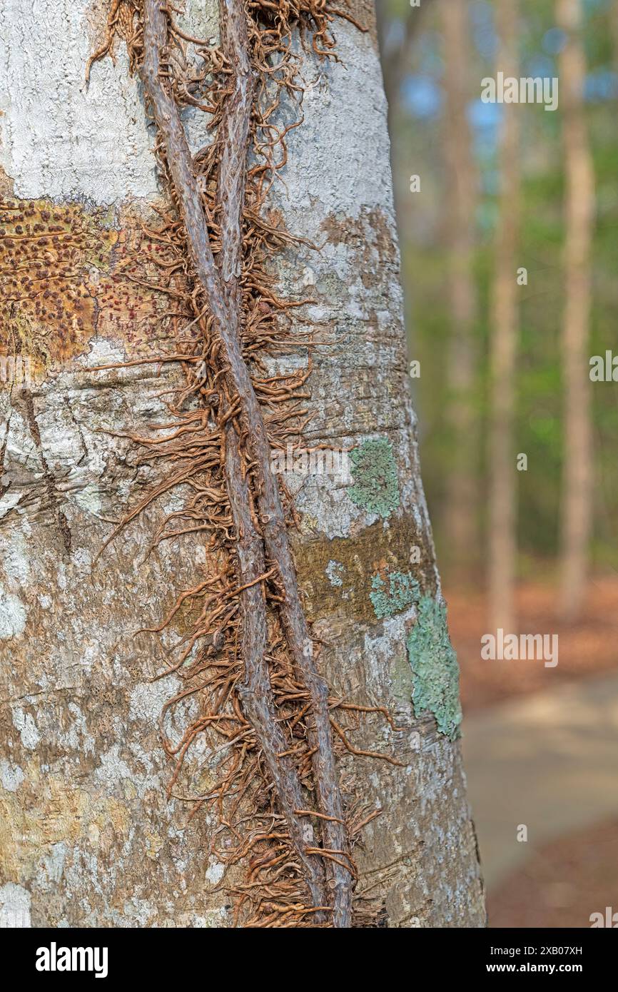Trendrils of a Climbing Vine Hold Onto a Tree in the Big Thicket ...