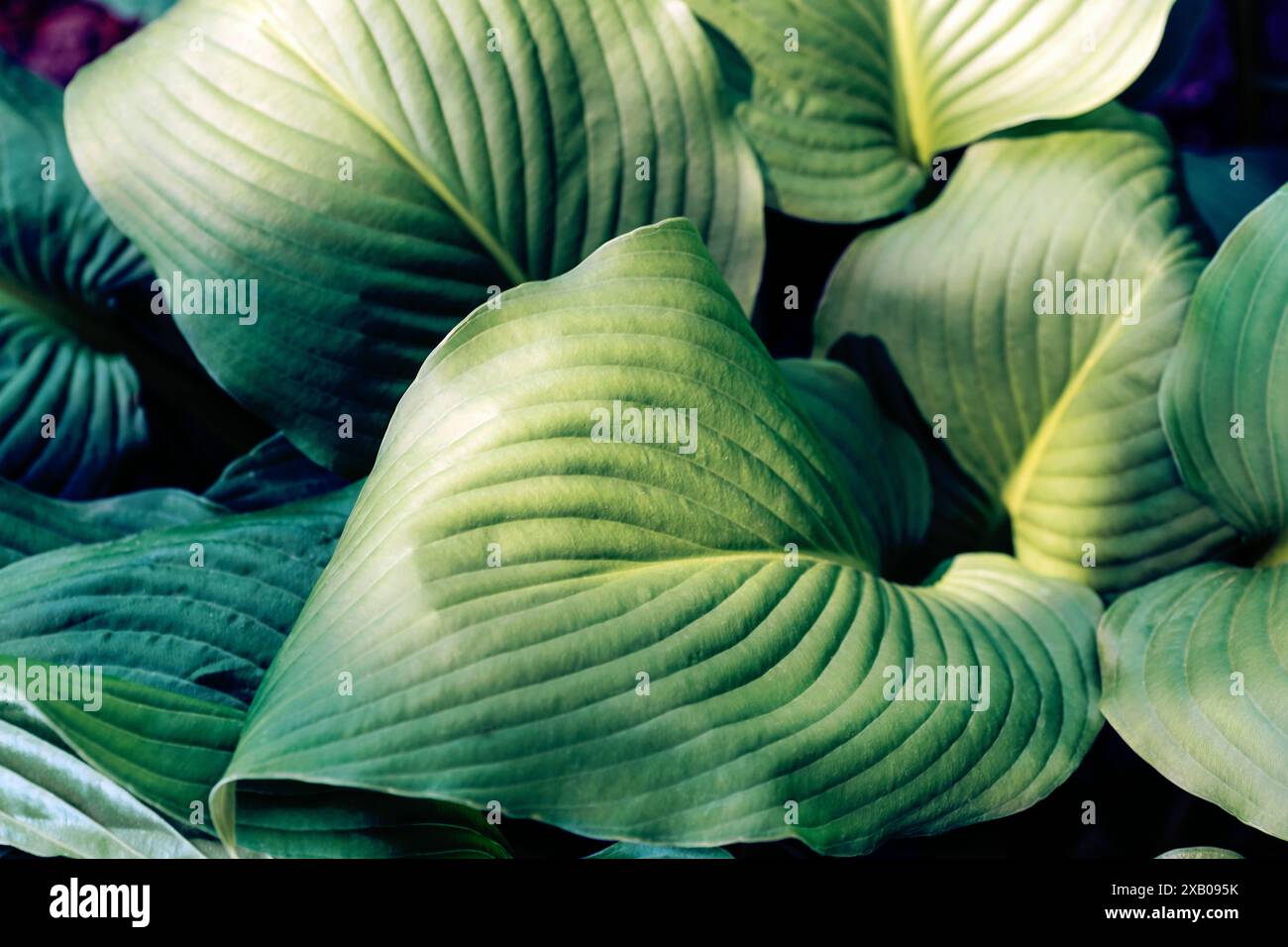 Hosta plant green leaves growing in the garden in sunny day Stock Photo ...