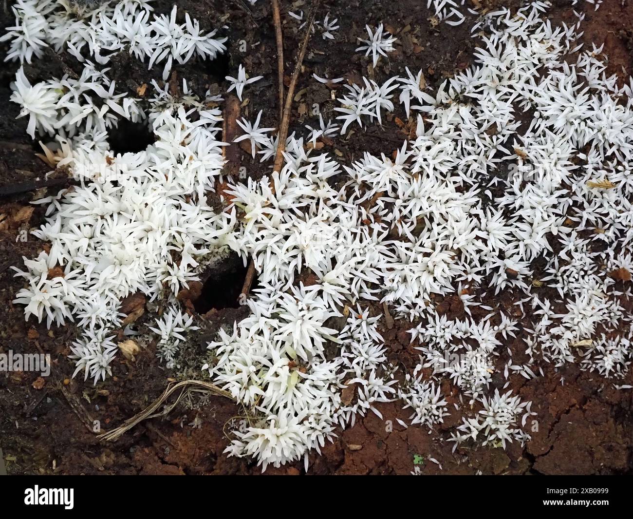 Poss clavaria fragilis hi-res stock photography and images - Alamy