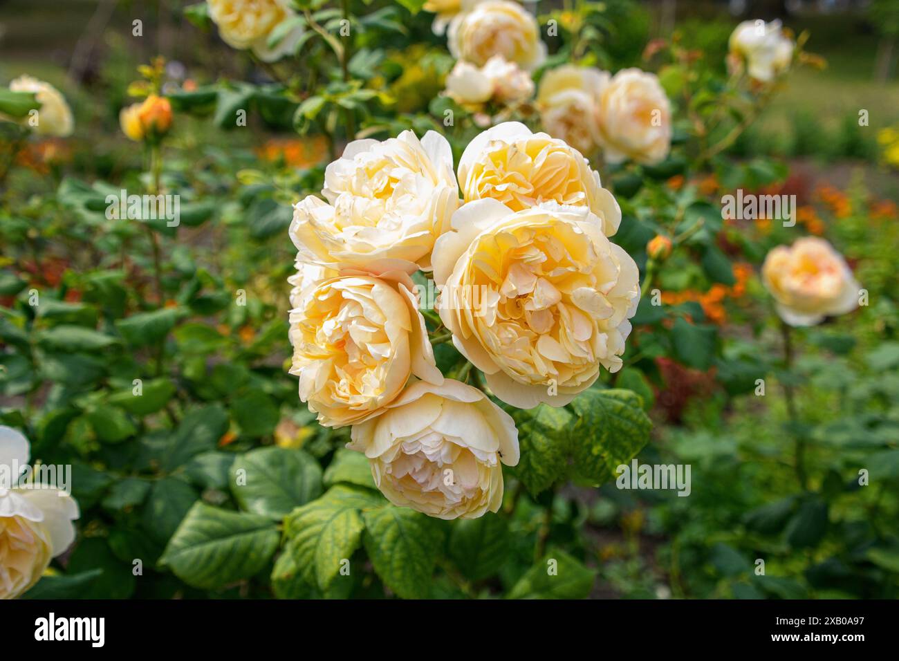 Golden rose of china hi-res stock photography and images - Alamy