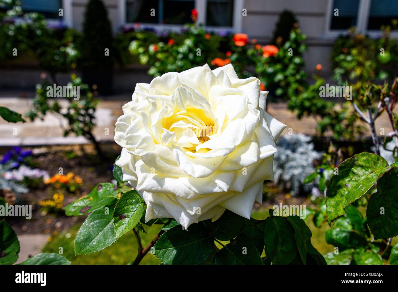 Golden rose of china hi-res stock photography and images - Alamy