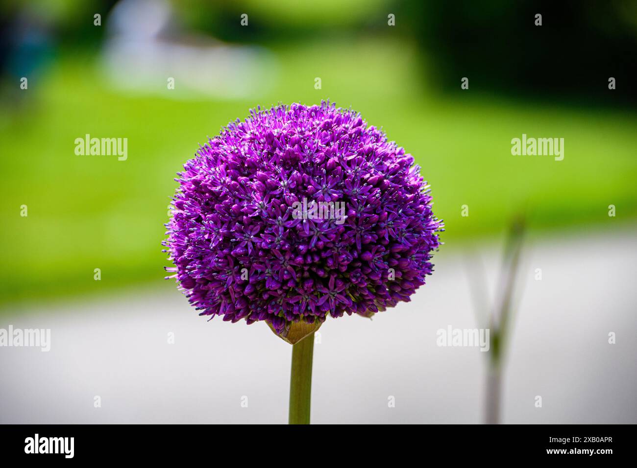 Allium gladiator bees hi-res stock photography and images - Alamy