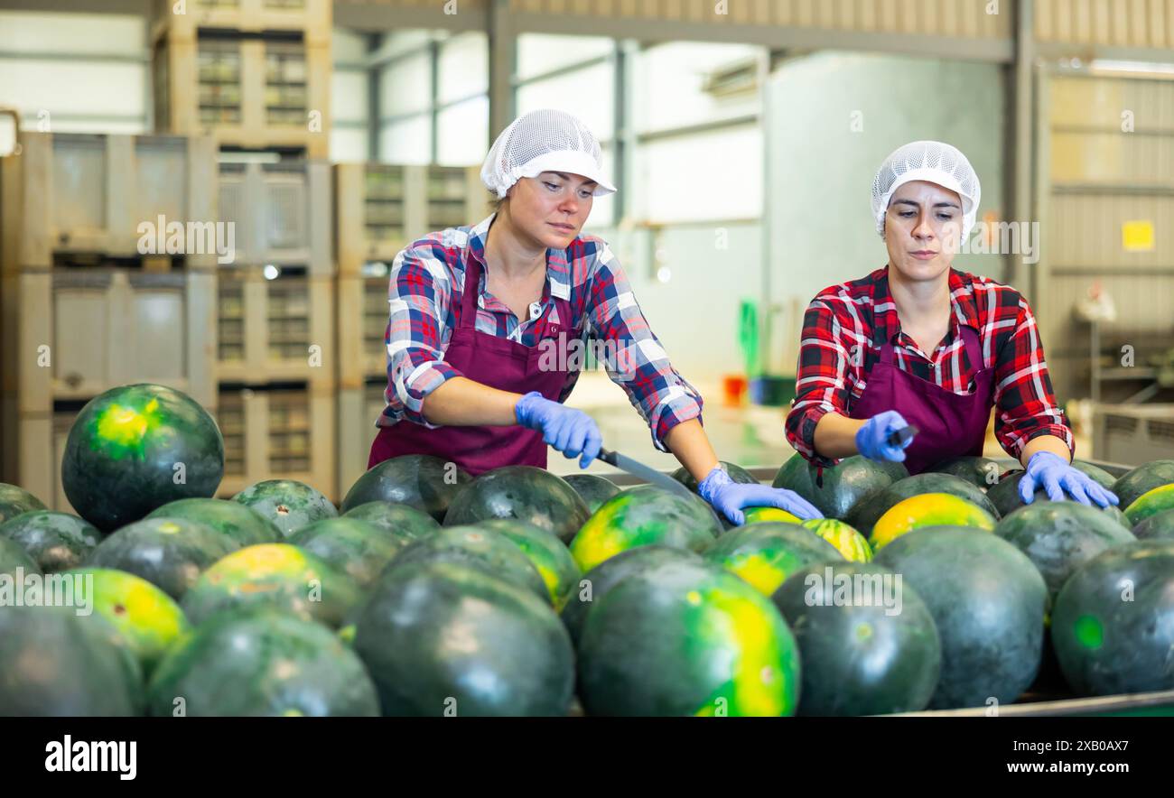 Women in uniform sorting watermelons in factory Stock Photo - Alamy