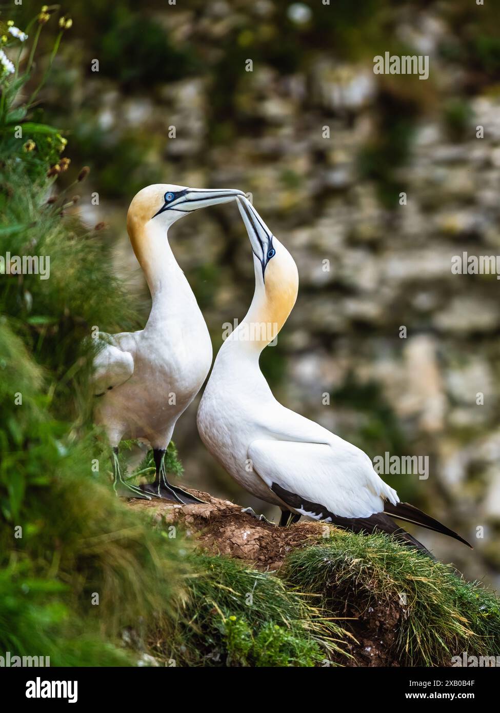 Northern Gannet, Morus bassanus, pair of birds on cliffs, Bempton ...
