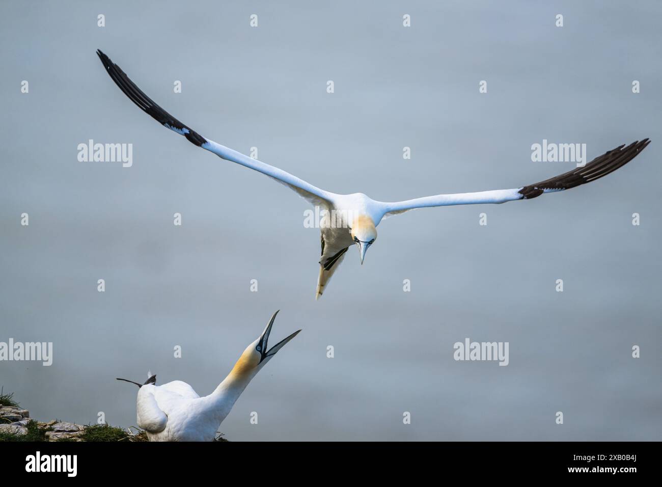 Northern Gannet, Morus bassanus, bird in fly, Bempton Cliffs, North ...