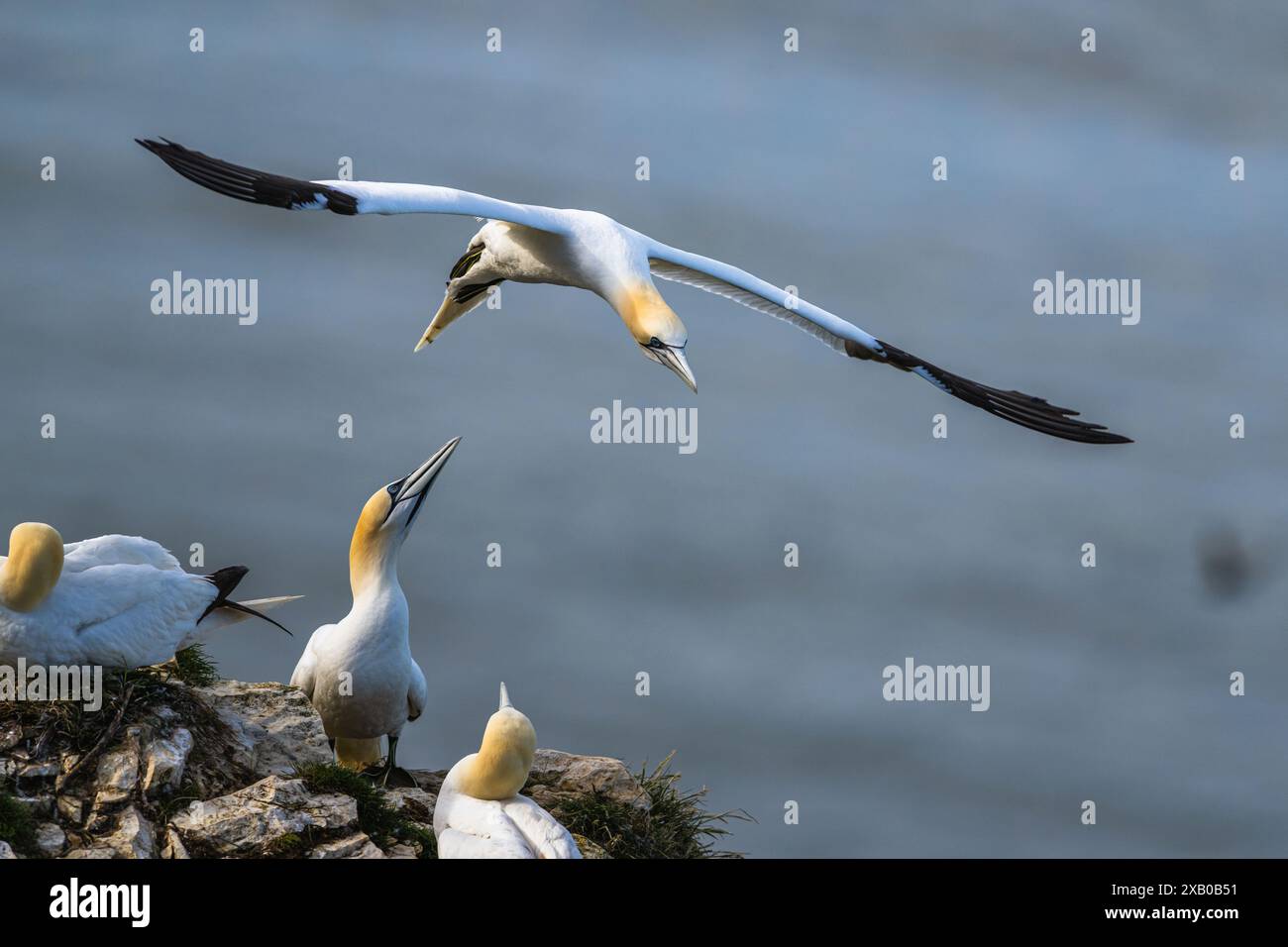 Northern Gannet, Morus bassanus, bird in fly, Bempton Cliffs, North ...
