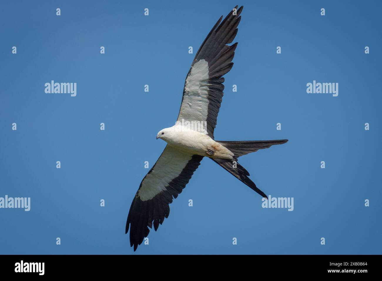Swallow-tailed Kite in flight Stock Photo - Alamy