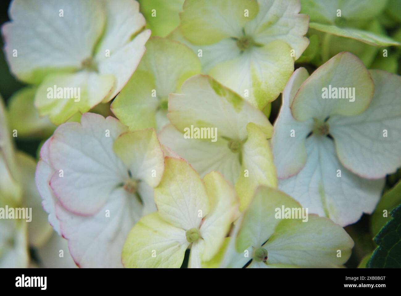 Close-Up View of a Delicate Yellow Hydrangea Multiple Blossom Stock ...