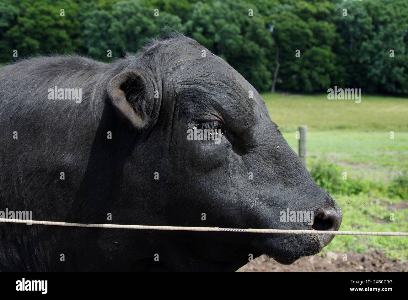 An afternoon at the farm with animals Stock Photo - Alamy