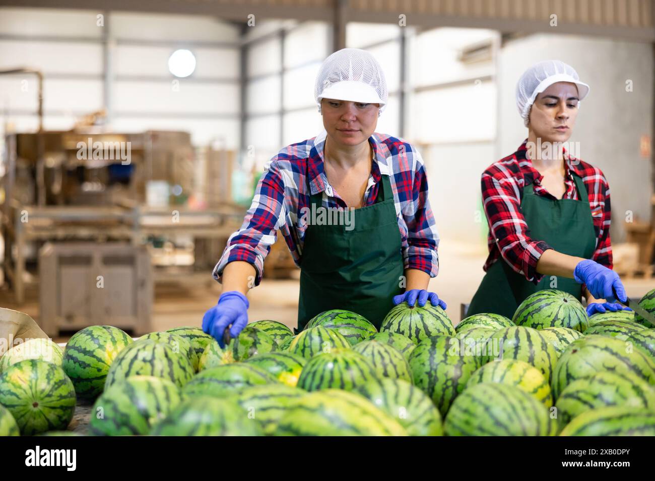 Female sorters working on watermelons sorting line in fruit processing ...