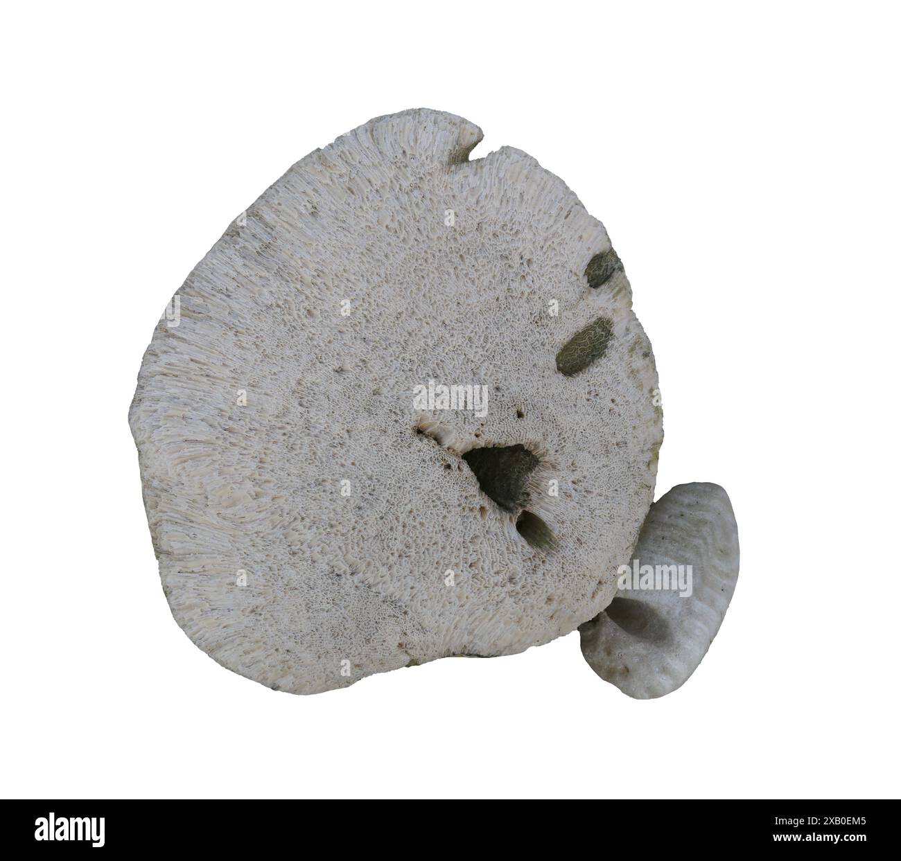 White dead coral rocks or brain coral stone isolated on white ...