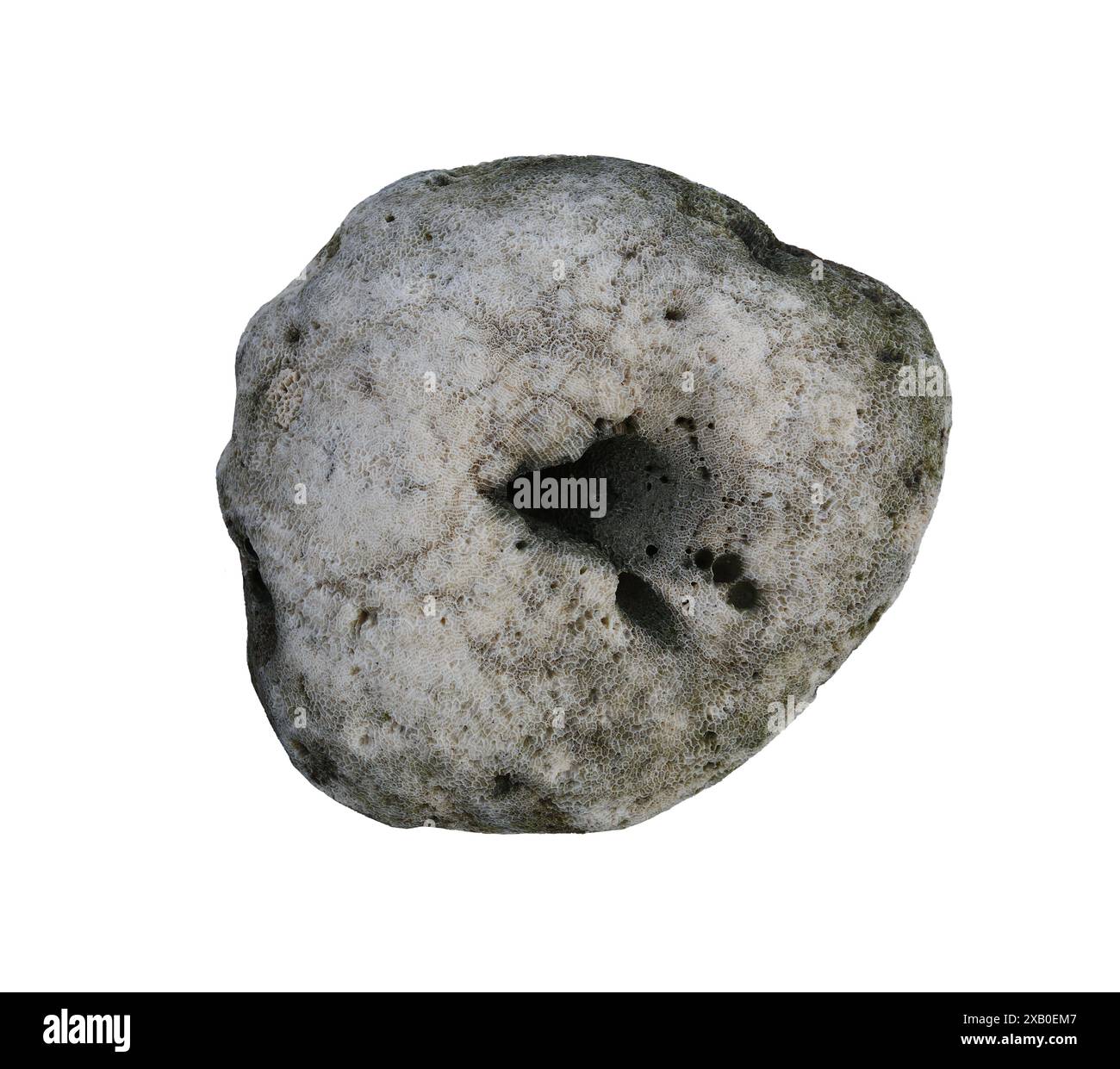 White dead coral rocks or brain coral stone isolated on white ...