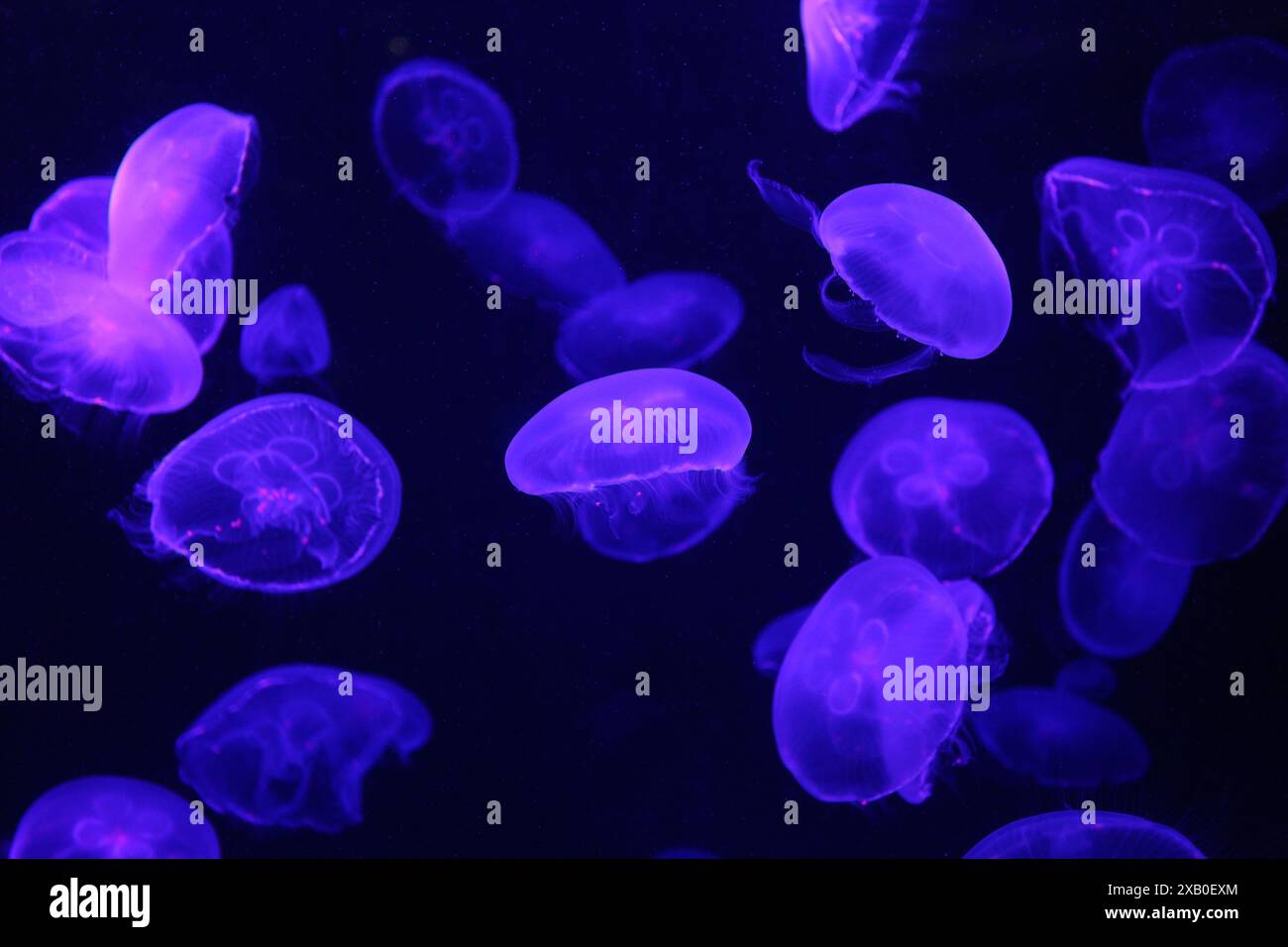 Small purple light jellyfish or medusa of bright colorful from the ...