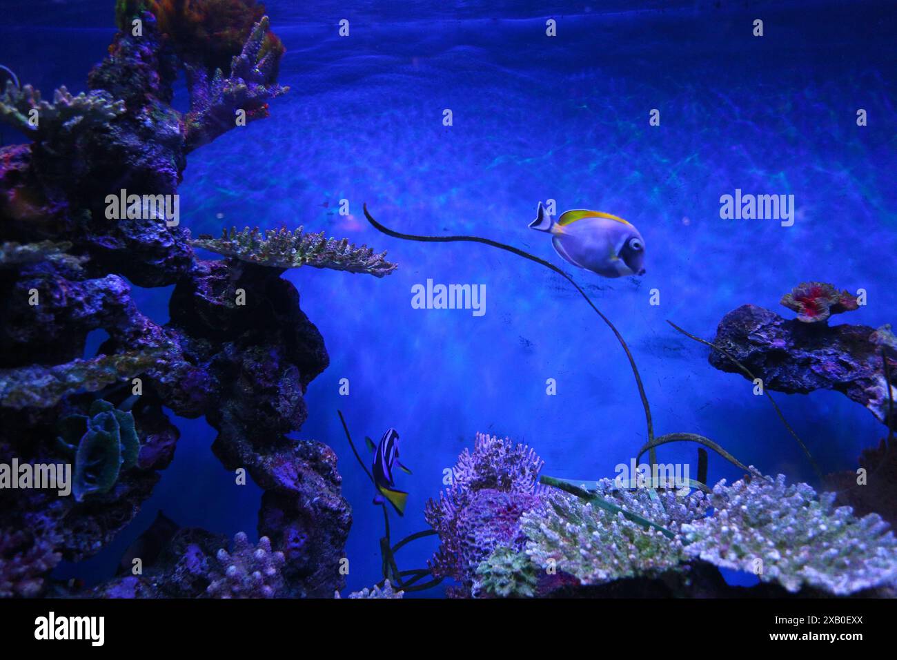 Acanthurus leucosternon fish or powder blue tang fish in a tang and ...