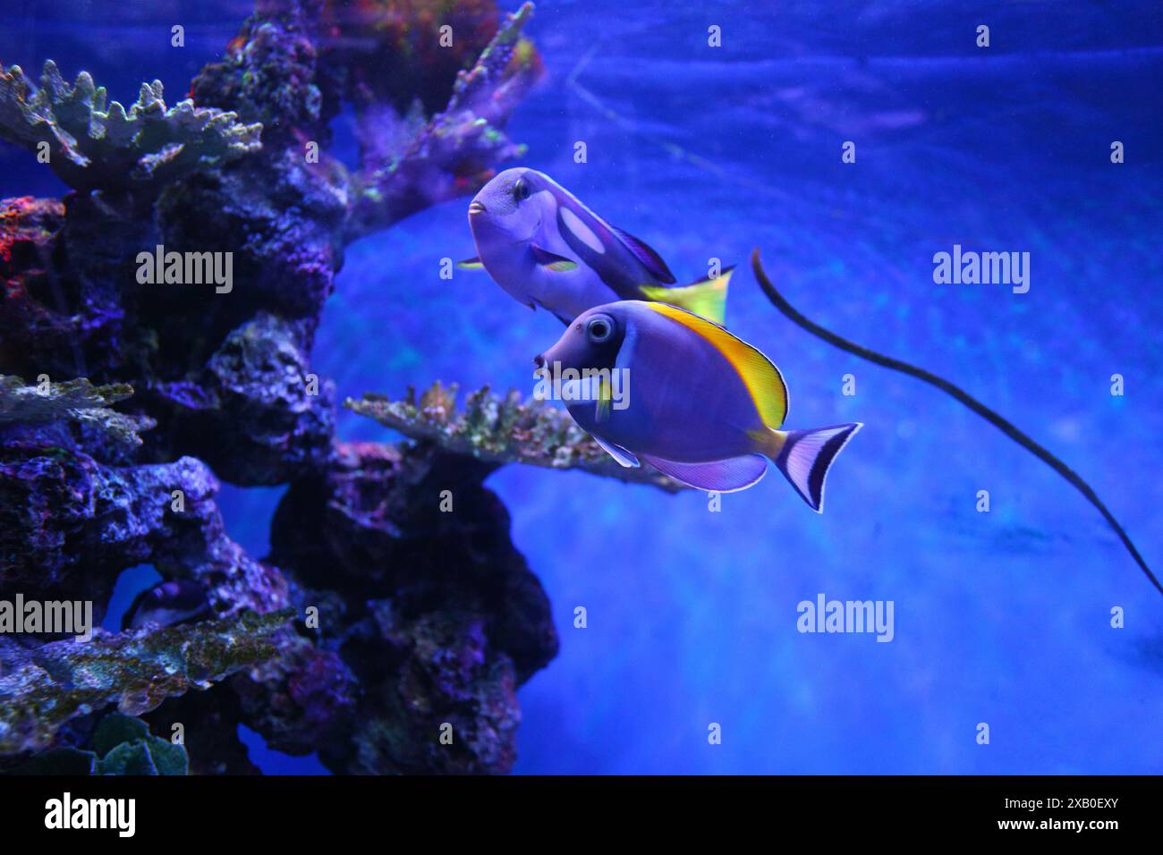 Acanthurus leucosternon fish or powder blue tang fish in a tang and ...